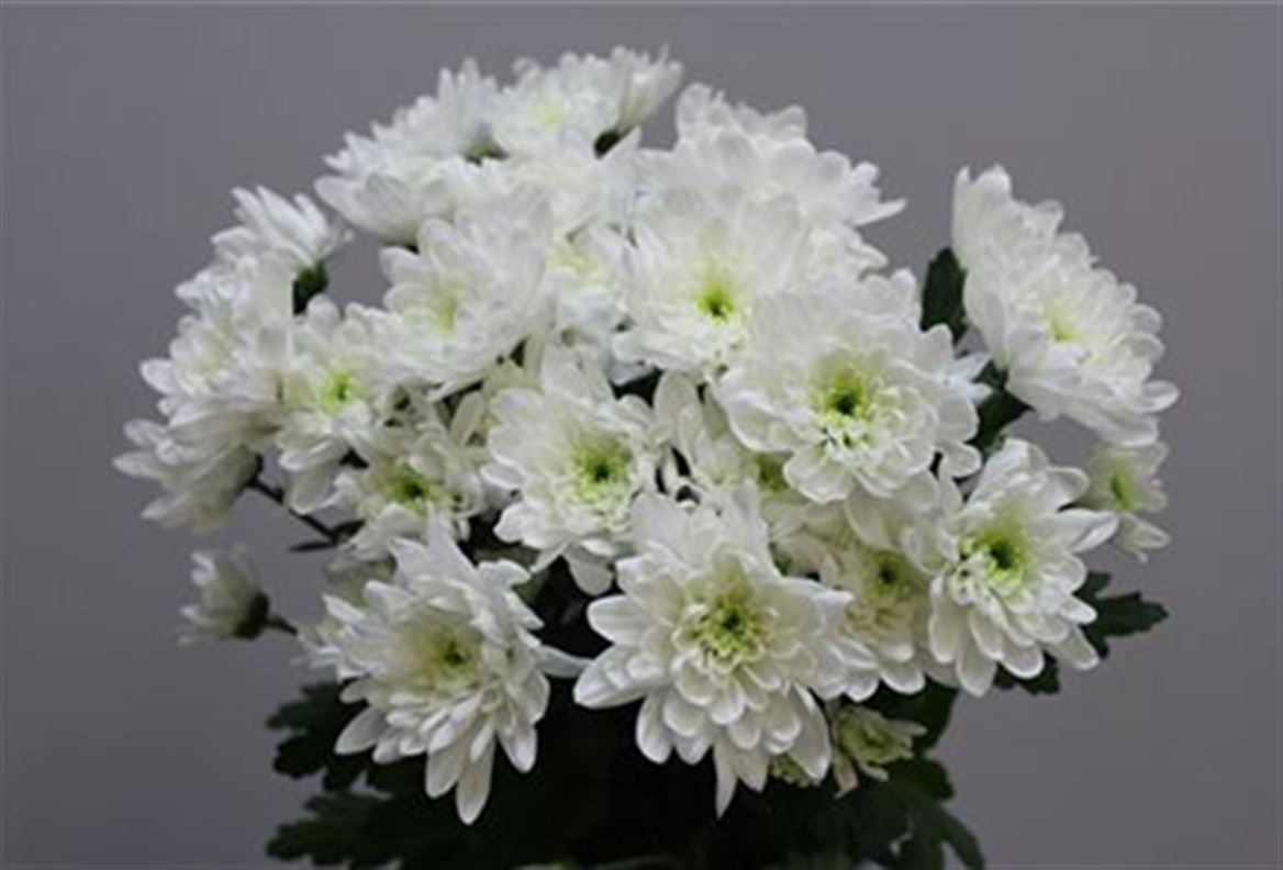 Chrysanth Spray