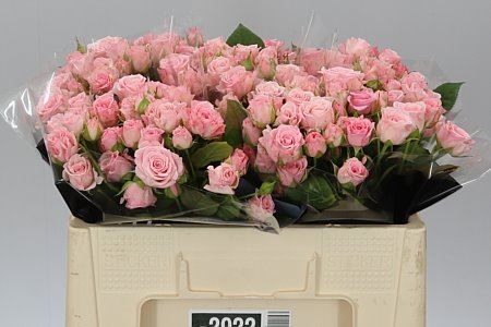 Roses Spray