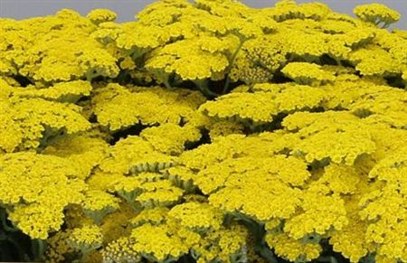 Flowers London 2pm-2am