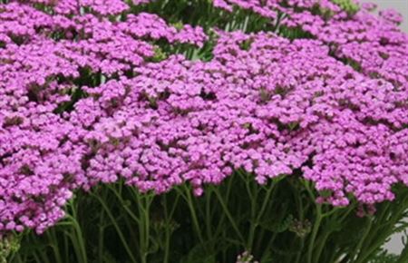 Flowers London 2pm-2am