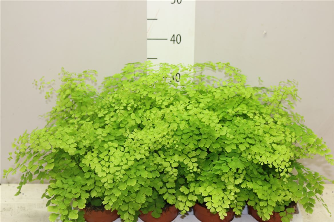 Plants London 2pm-2am