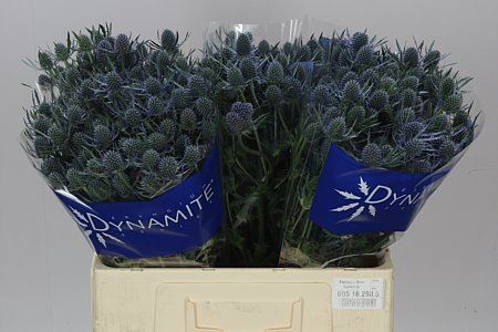 Eryngium ( Thistle )