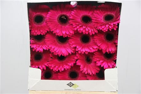 Gerbera Germini Diamond