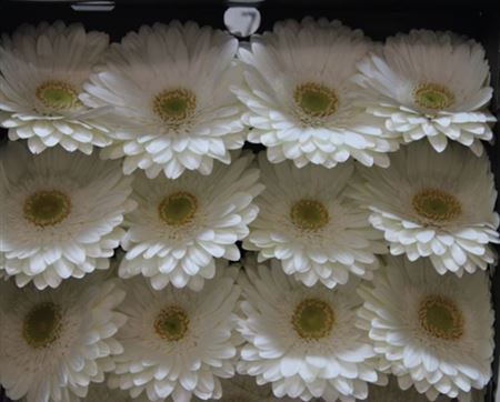 Gerbera Germini Diamond