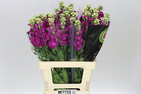 Matthiola (stocks) / Tanacetum