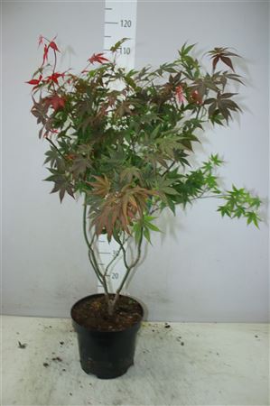 Plants London 2pm-2am