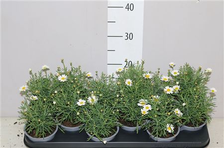 Plants London 2pm-2am